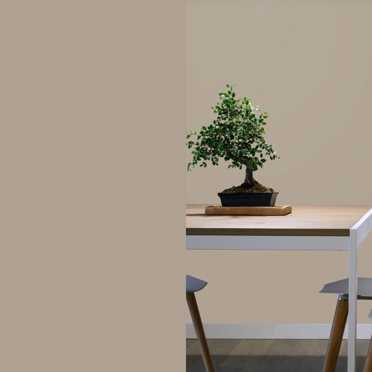 Jotun - Marrakesh (1623) - Lady Pure Color | Colorama